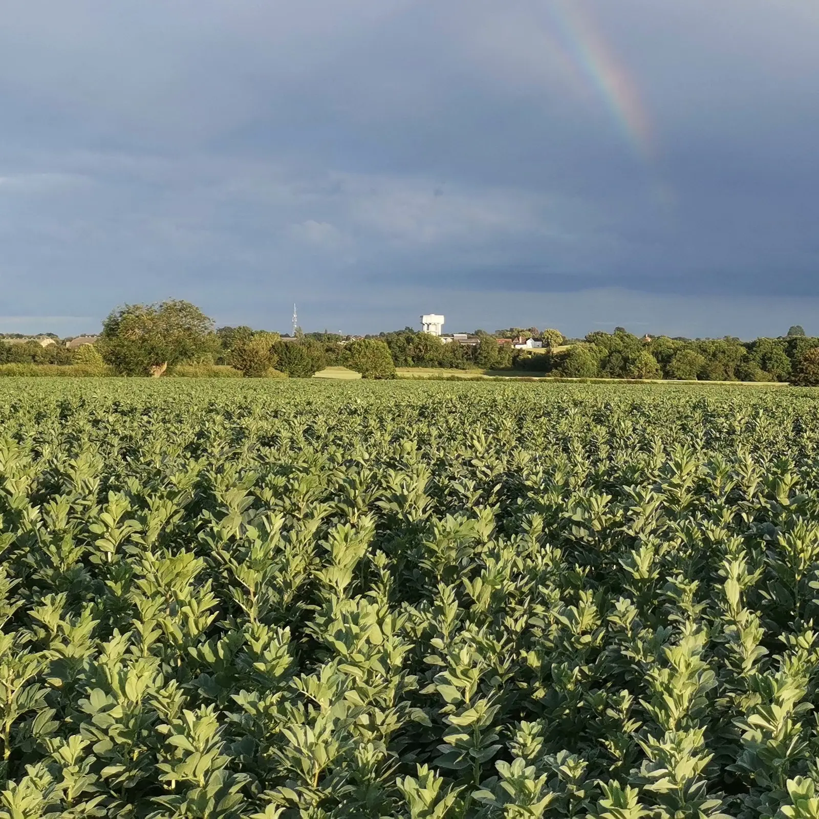 Winter Beans | Walnes Seeds