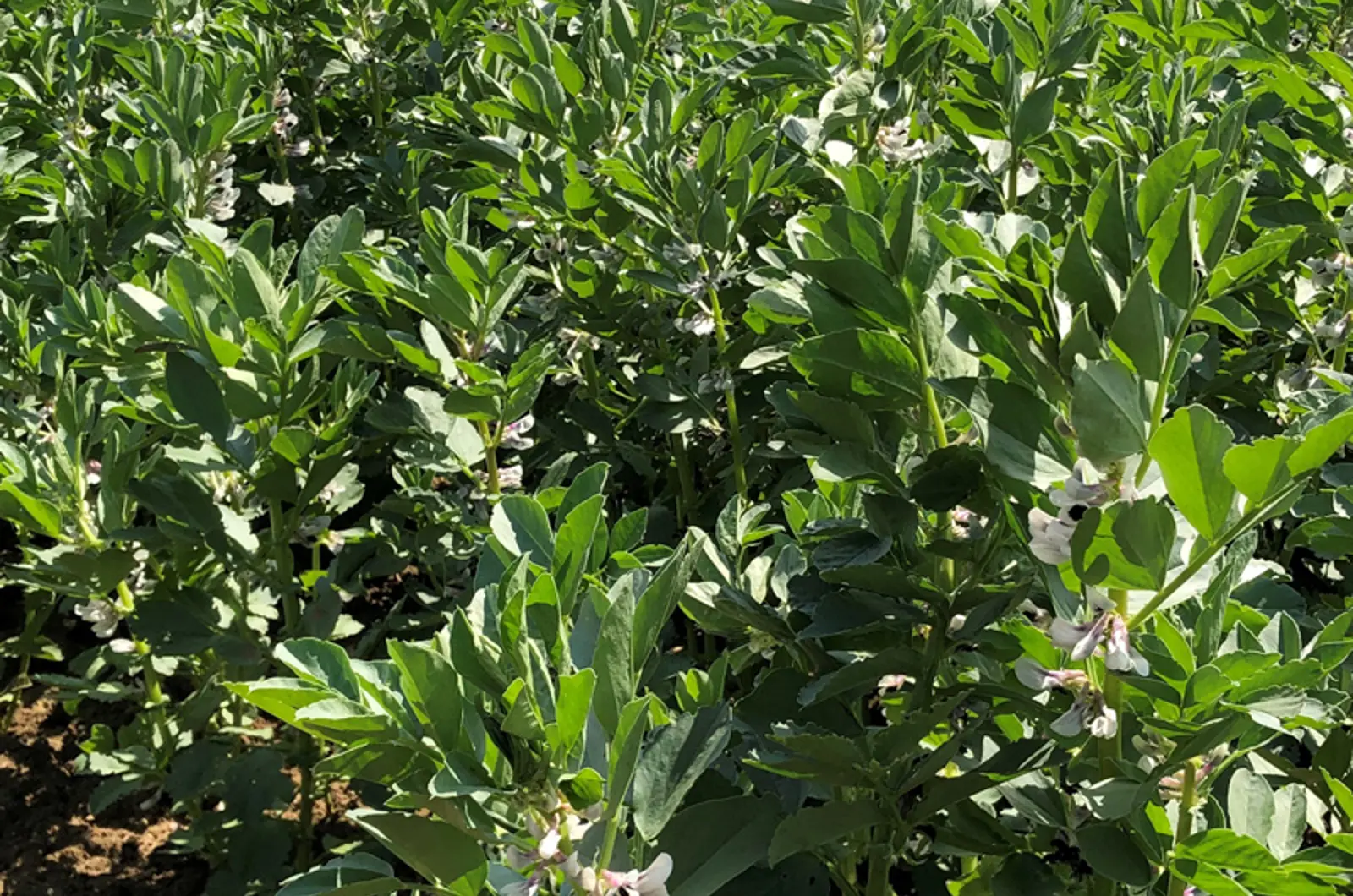 Walnes Seeds | Full portfolio of winter seed varieties
