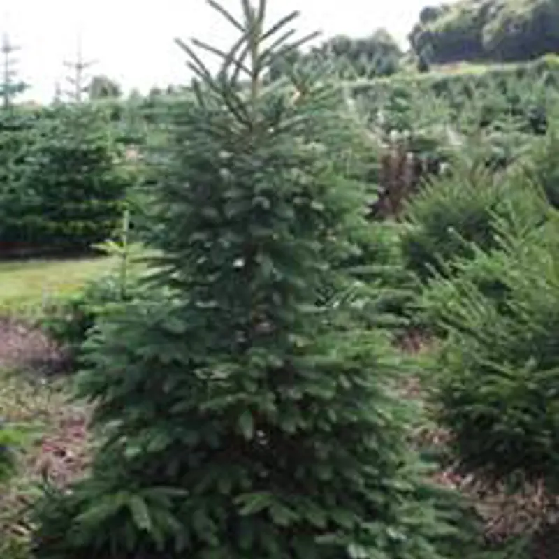 Walnes Seeds | Fresh Nordmann Fir or Norway Spruce Christmas trees